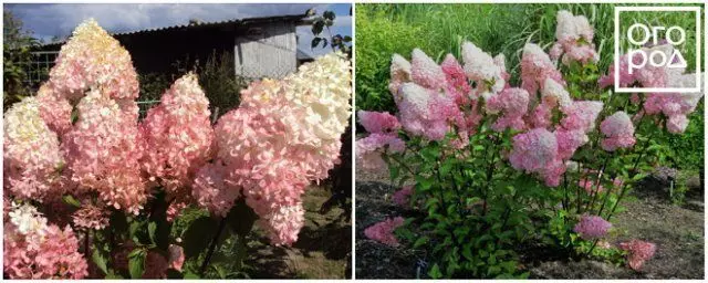 Hydrangea Ilghnéitheach Vanilla Freiz