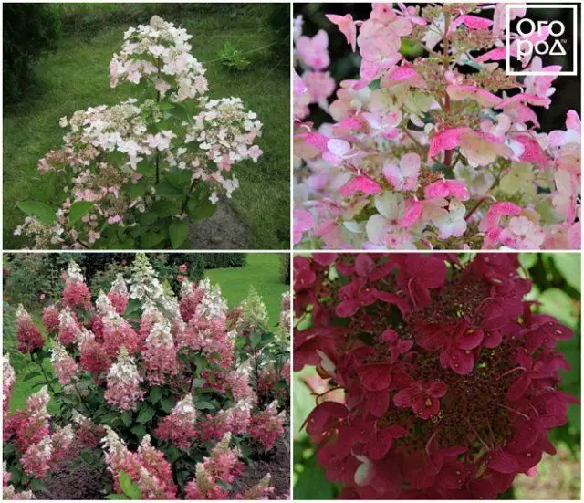 Hydrangea ilghnéitheacha vims dearg