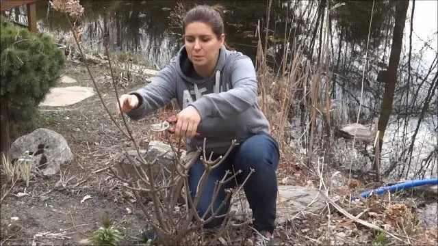 Pruning hydrangea