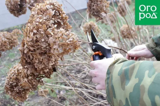 ফুল trimming ফুল hydrangea.