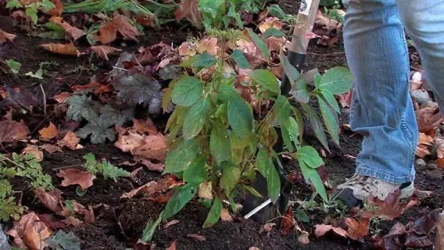 Hydrangea ígræðsla í haust