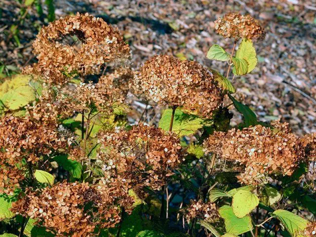 Tré hydrangea.