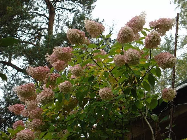 Miscellaneous Hydrangeaa