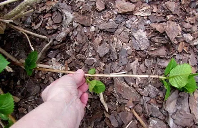 Reproducción de hortensia por grano.