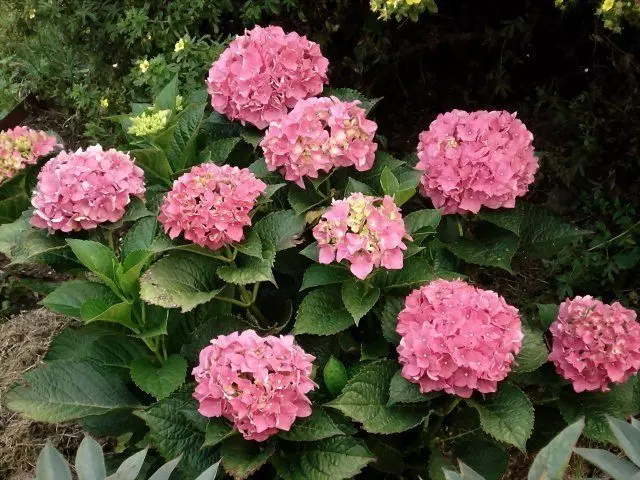 Hortensia grande