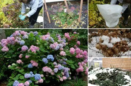 Swen nan Hydrangees nan sezon otòn la: Preparasyon apwopriye nan touf bwa ​​a nan sezon fredi 1261_9