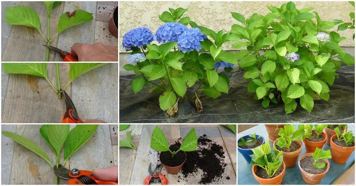 Paano Mag-Propagate Hydrangea Cuttings - Step-by-Step na Mga Tagubilin Para sa Mga Nagsisimula