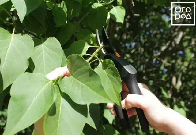 ලිලැක් වල දර්ශනීය කැපීම