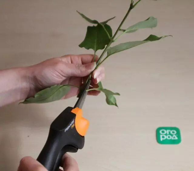 Pêşkêşkirina pêşnumaya Lilac ji bo rooting