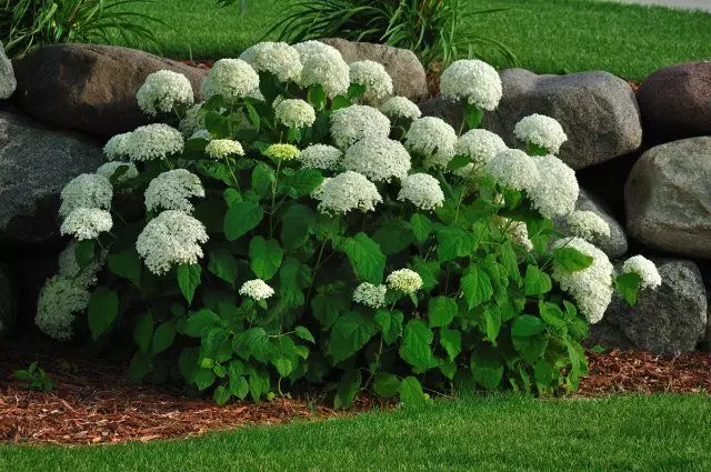 Puti nga Hydrangea