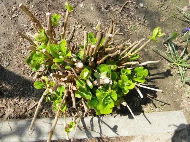 Pruning Hydrangea.