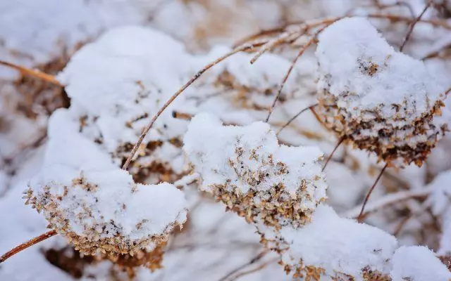 Өвлийн улиралд hortensia