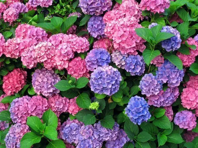 I-Multicolor Hyddrangea