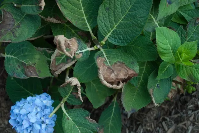 Hydrangei choroba