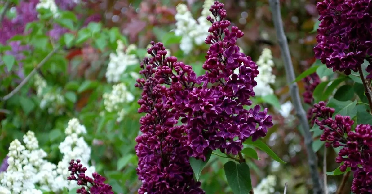 20 bescht Sarnien vu Lilac (Foto beschreift)