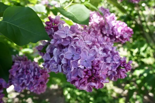 lilac خلا