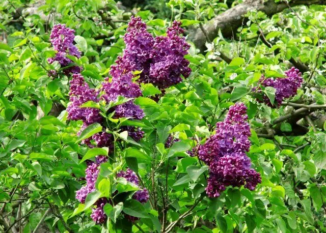 Lilac Massena