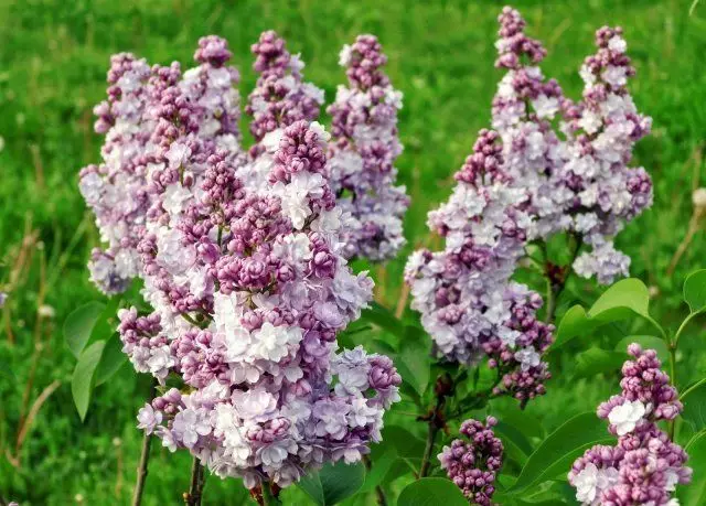 Lilac اولیور ڈی سیرریس