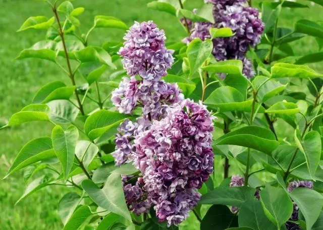 lilac پال deshenel.