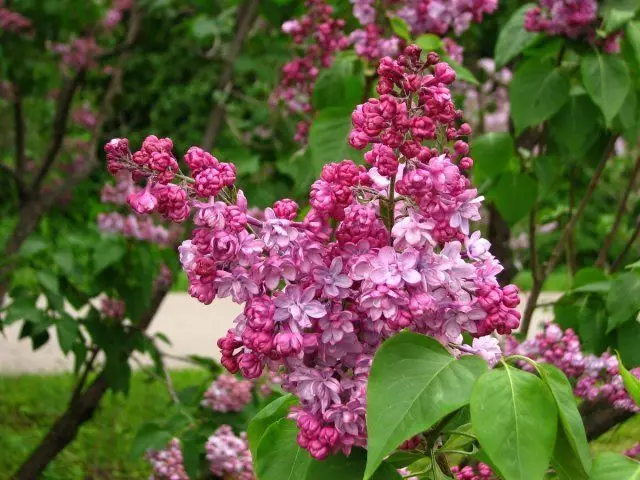 Lilac Montaen at the beginning of flowering