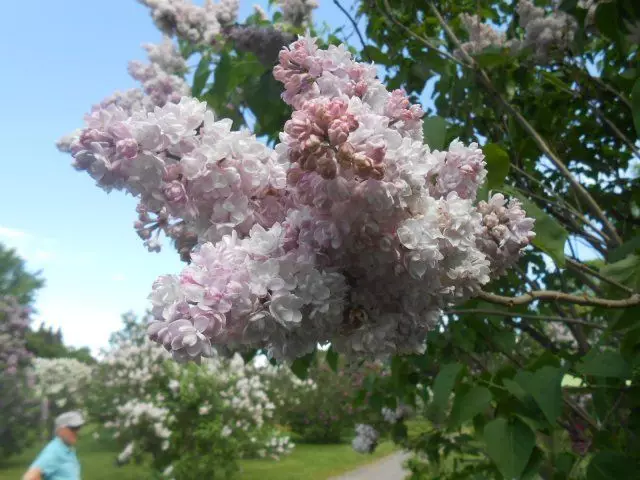 Lilac Montaen at the end of flowering