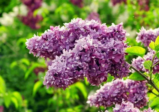 Lilac Henri رابرٹ.