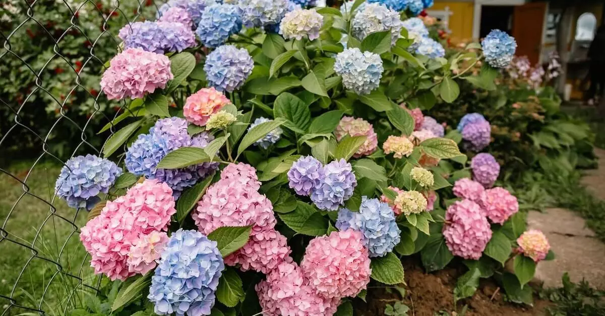 Baharda Hortensia'ya Bakım Nasıl