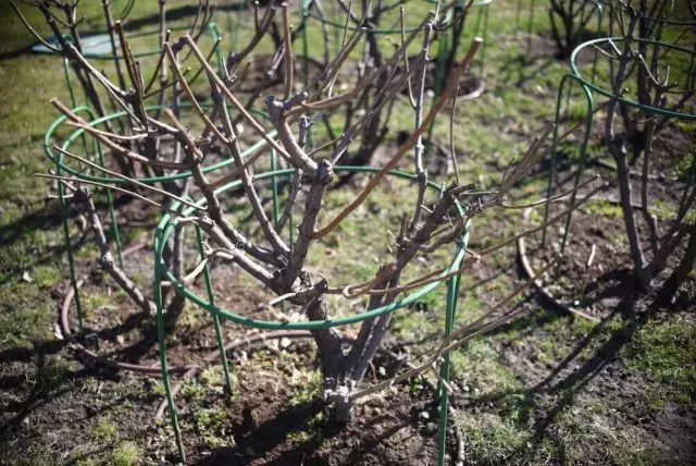 Spring Hydrigea Bush