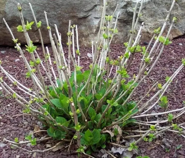 Mulching hydrangea.