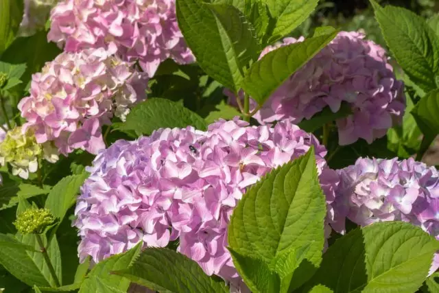 Hydrangea õis