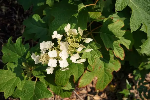 花绣球花