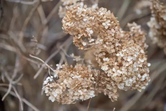 ခြောက်သွေ့သောရှုခင်း hydrangea