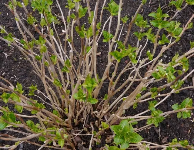 IHydrangea Spring