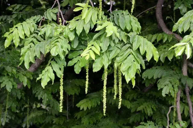 पेस्टोखारिया (Lappina Yashannel)