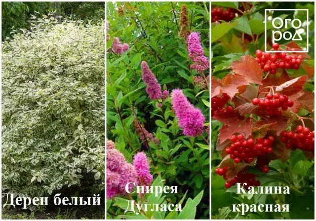 Deren White, Douglas și Kalina Red Spirea