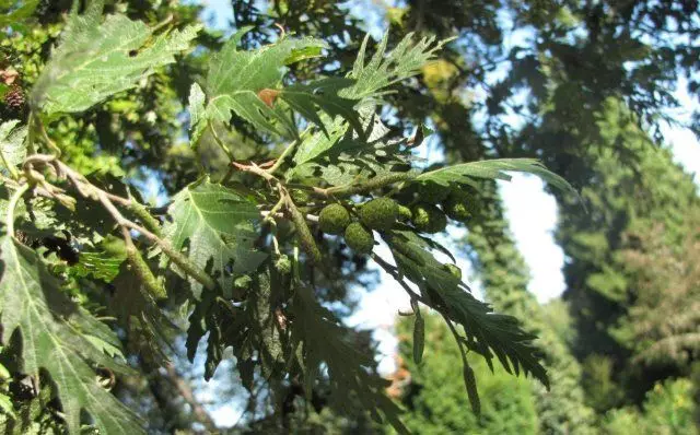 ઓલા સીરિયા.