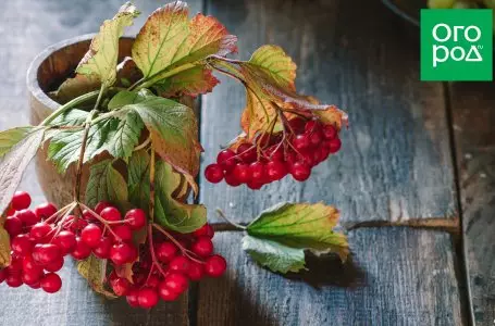 TLA på Kalina Bulderezh Spiser alle blomstene - hva skal jeg gjøre? 1270_7