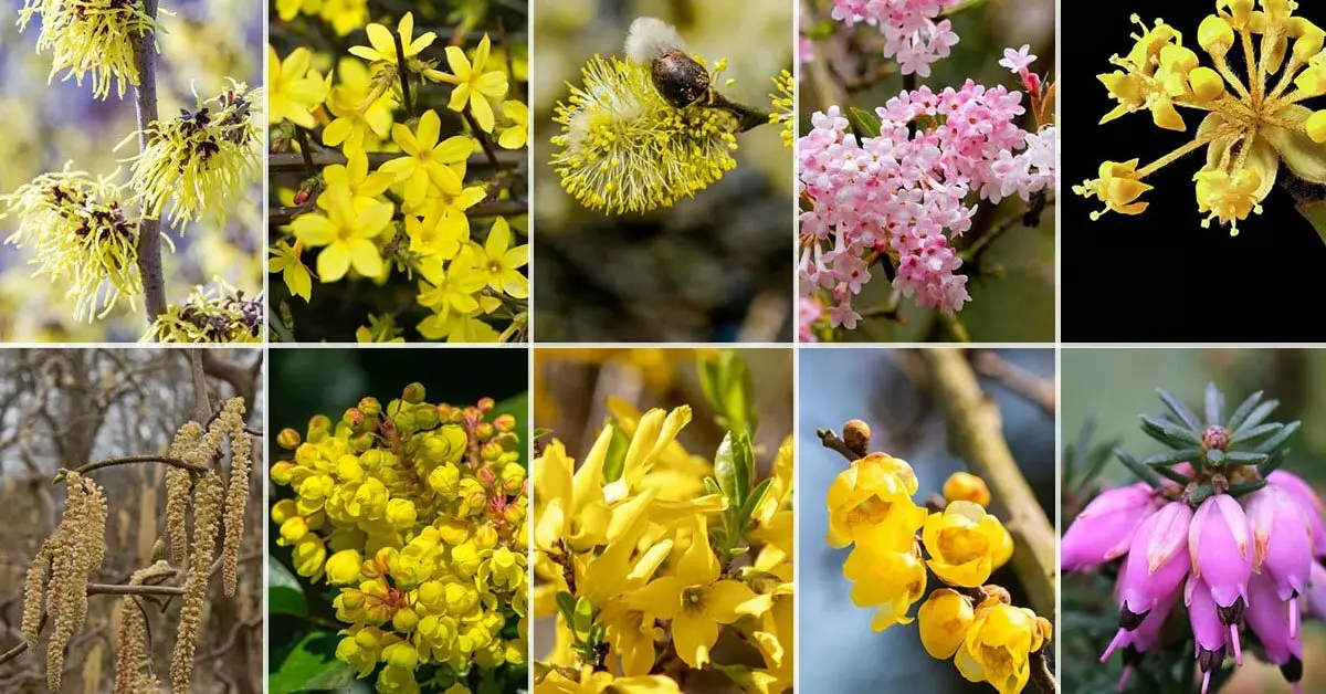 10 charmant Sträich déi am fréie Fréijoer bléien