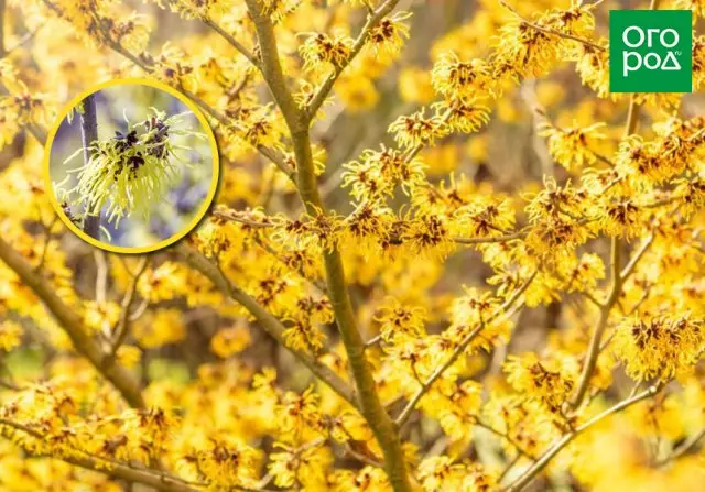 Gamamelis