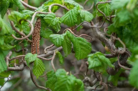 10 shkurre simpatik që lulëzojnë në pranverën e hershme 1271_18