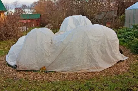 10 charmante struiken die in de vroege lente bloeien 1271_6