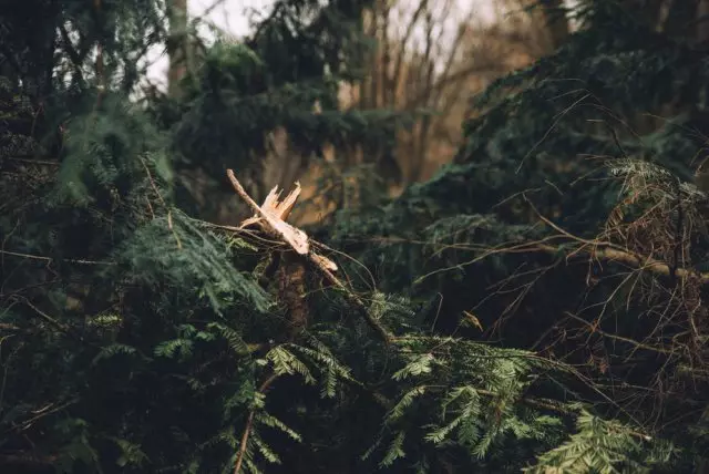 fọ eka Pine