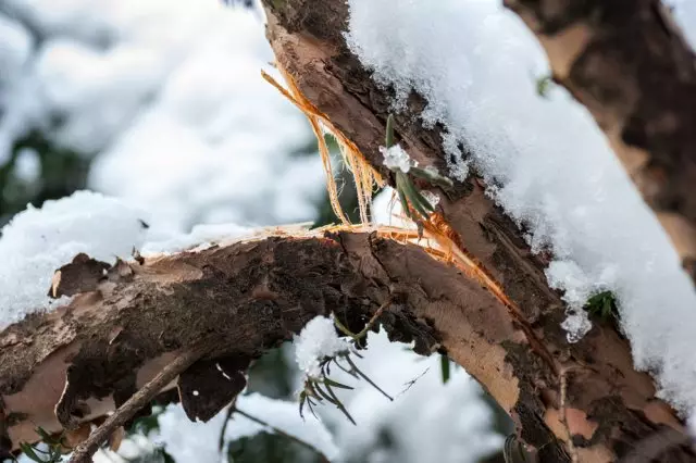 გატეხილი ხე