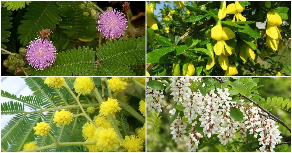 Mimosa bándearg, agus acacia buí nó bán - a bhfuil ina measc?