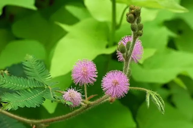 מימוזה Acacia Rodinity Karagan ההבדל תמונה תיאור