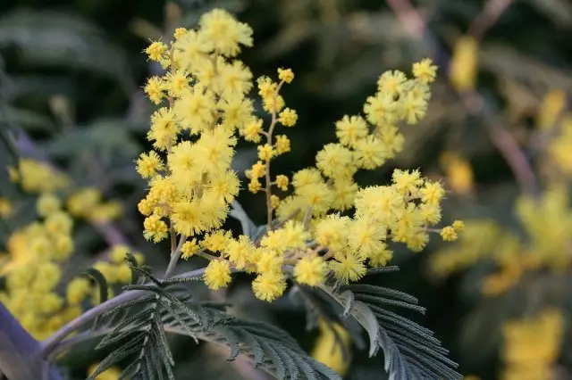 Mimosa Acacia Robinity Karagan ero Kuva Kuvaus