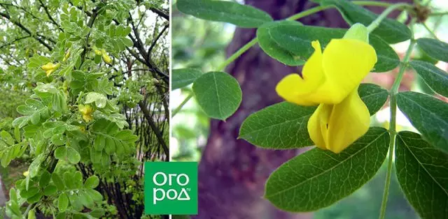 MIMOSA ACACIA ROBITY KARAGAN Разлика Описание на снимката