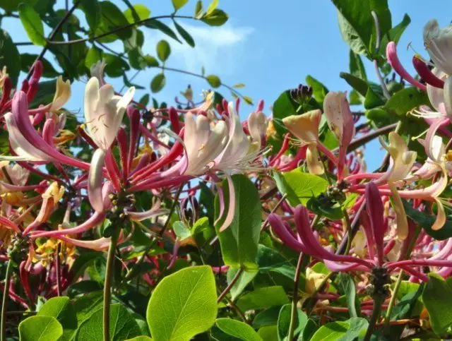 Honeysuckcle maoomcomb