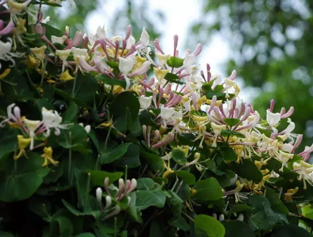 Honeysuckcle maoomcomb