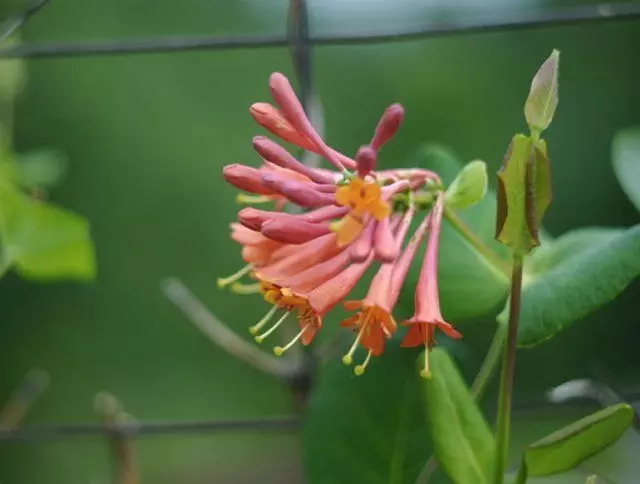 Honeysuckcle maoomcomb